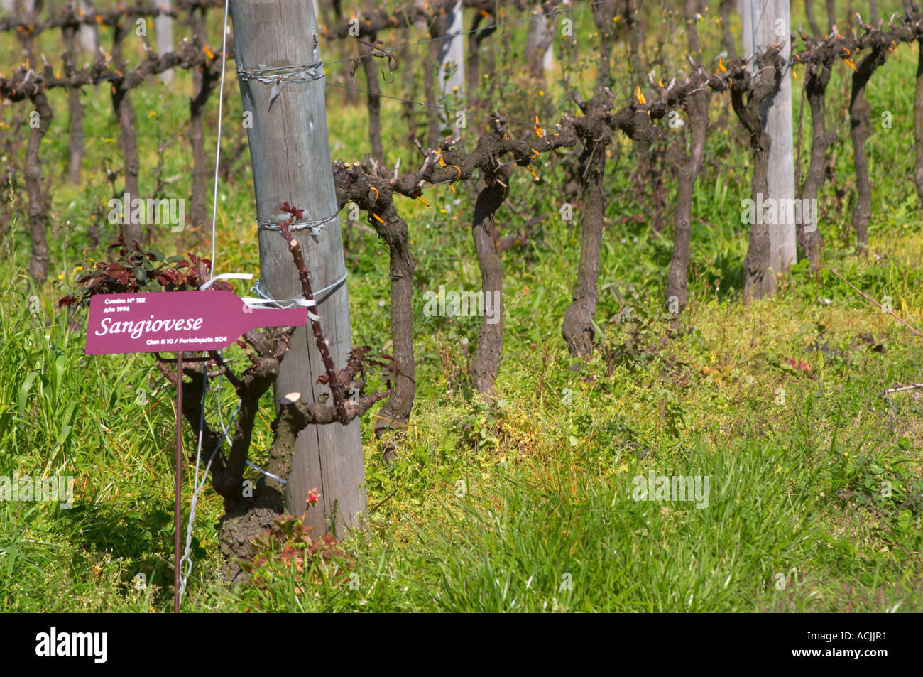 Cordon Royat High Resolution Stock Photography and Images - Alamy