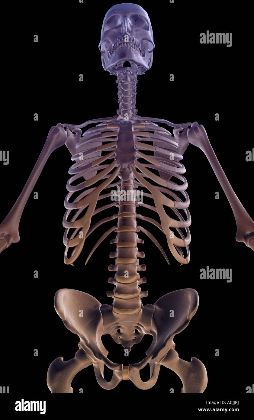 The bones of the upper body Stock Photo - Alamy