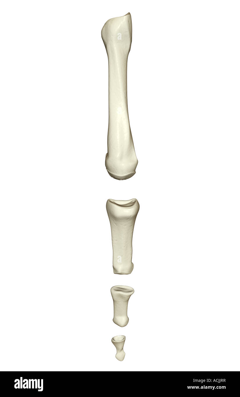 The bones of the finger Stock Photo - Alamy