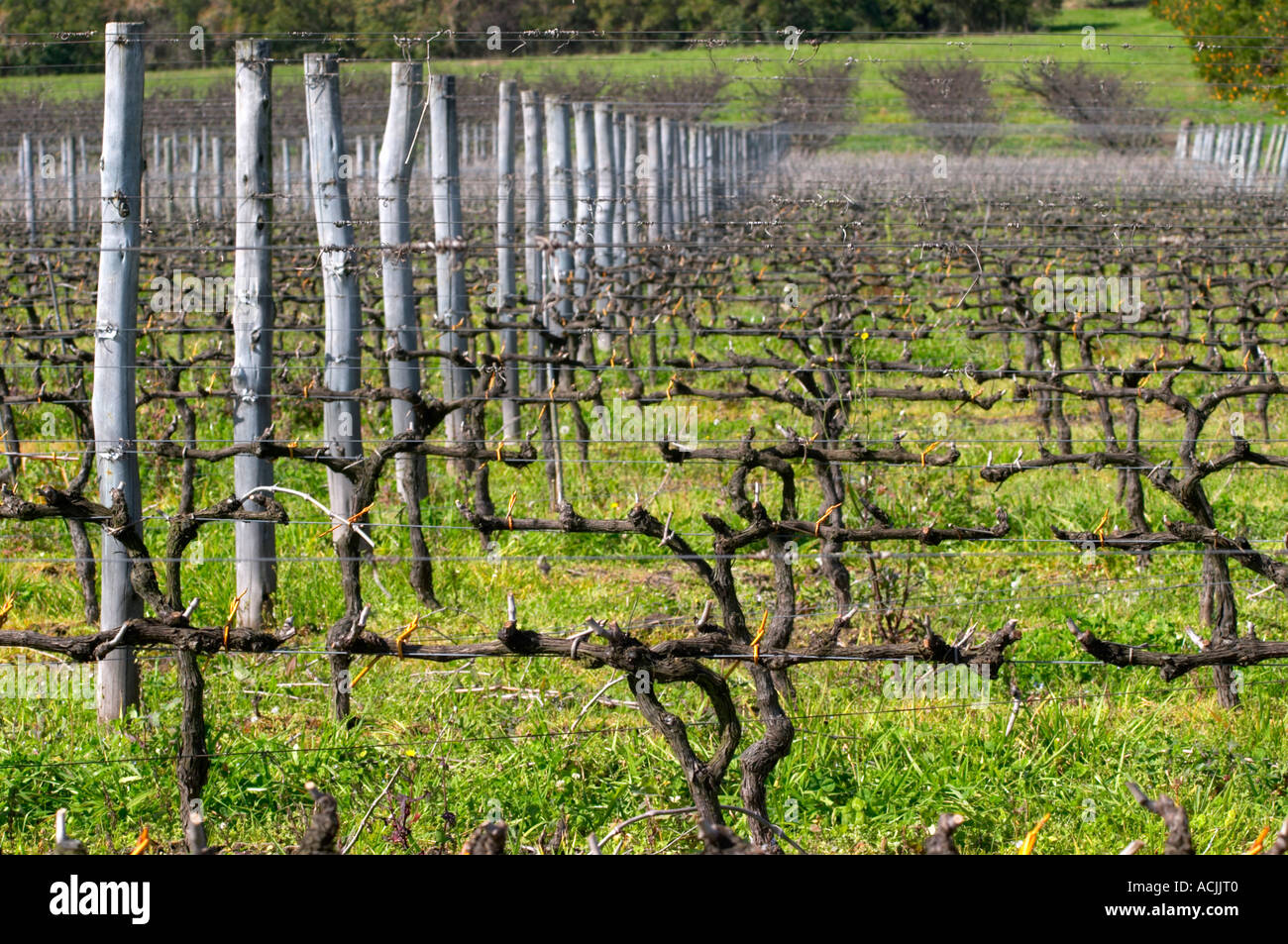 Cordon Royat High Resolution Stock Photography and Images - Alamy