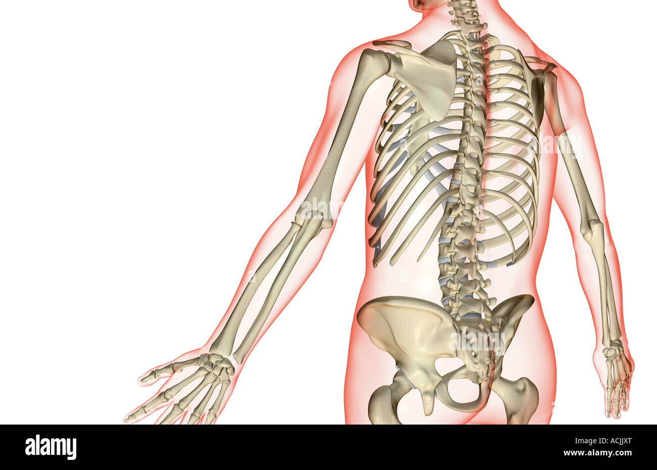 Bones of trunk anatomy hi-res stock photography and images - Alamy