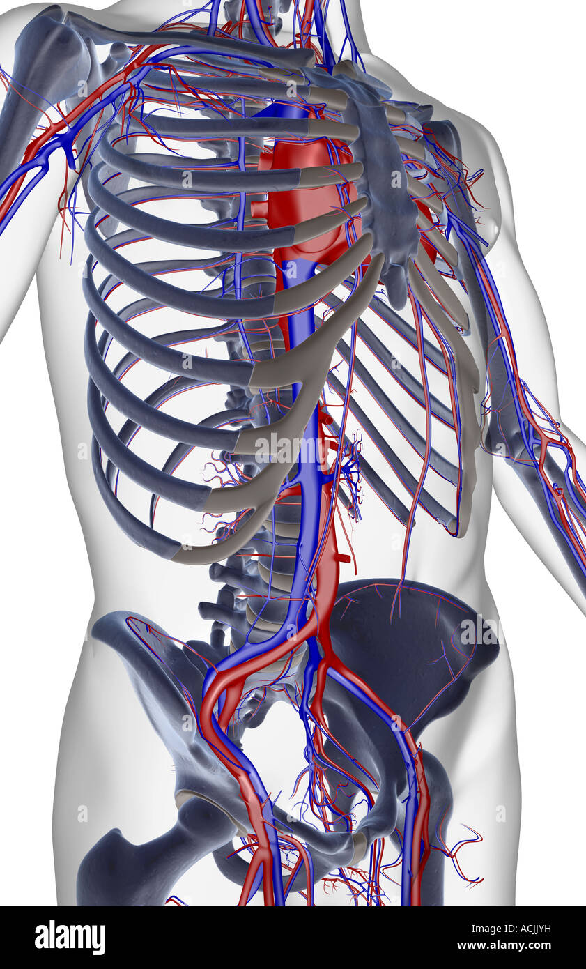 The blood supply of the trunk Stock Photo - Alamy