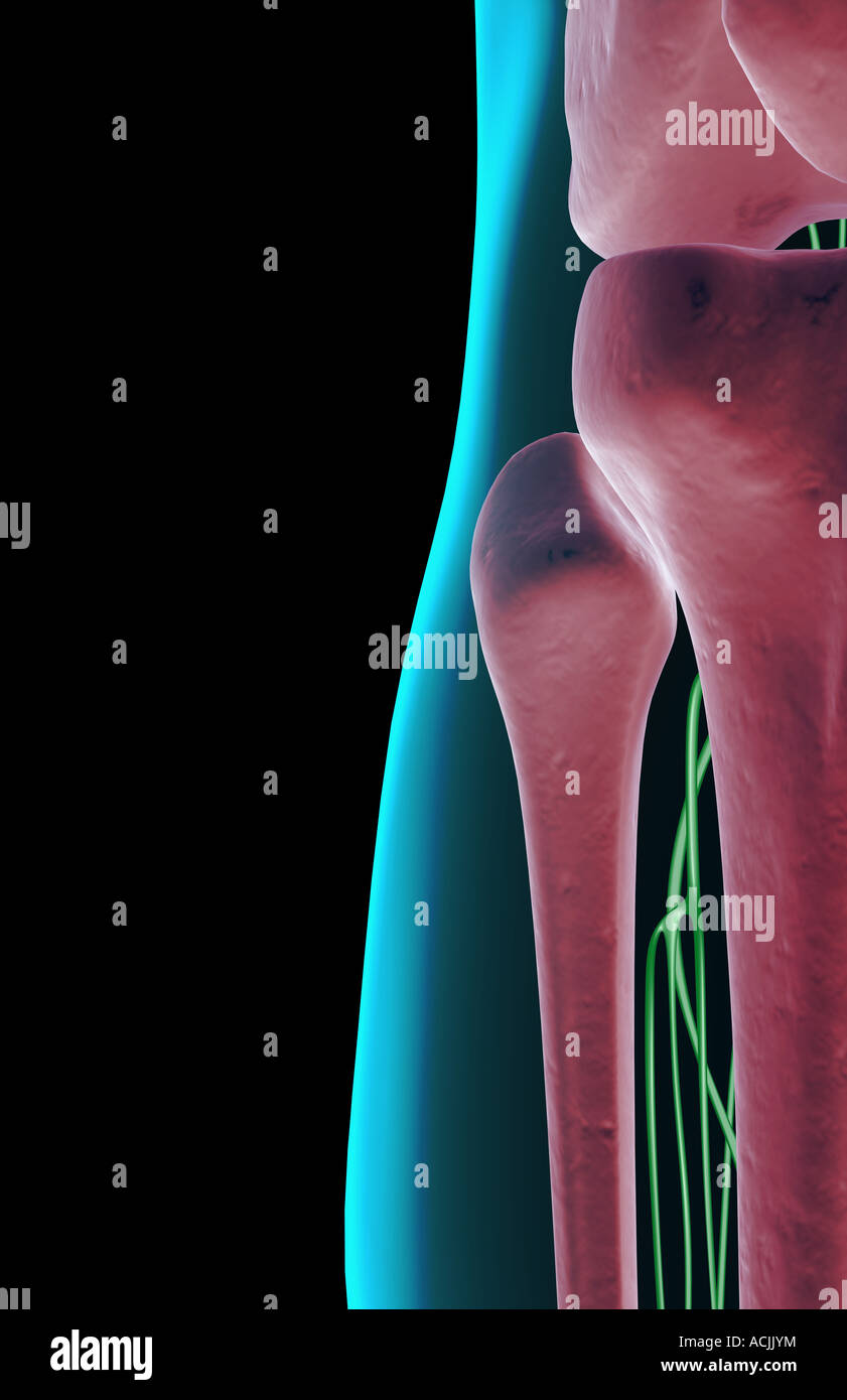 The lymph supply of the knee Stock Photo - Alamy