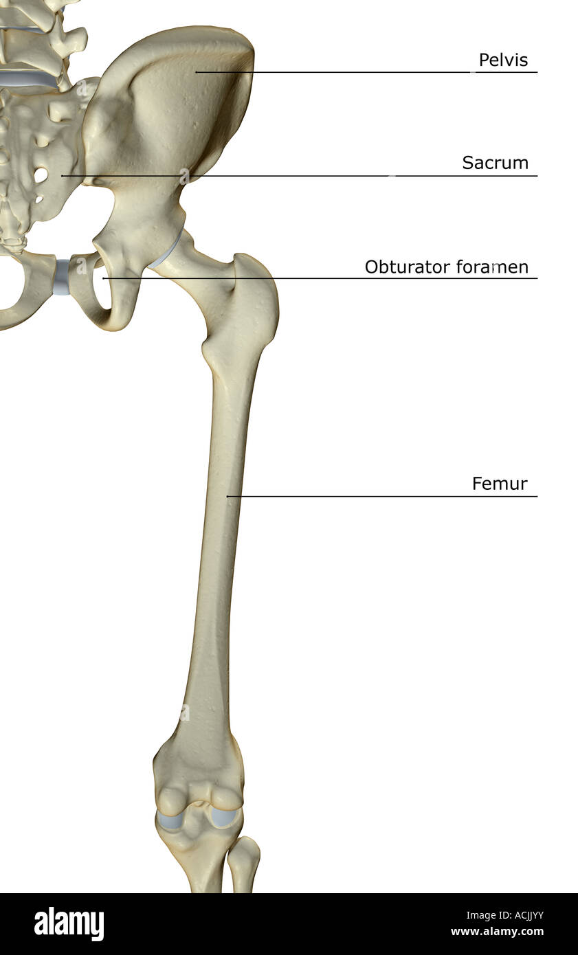The bones of the hip and lower limb Stock Photo - Alamy