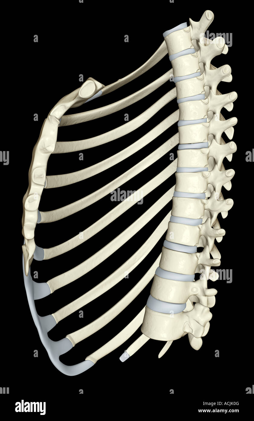 Thorax structure hi-res stock photography and images - Alamy