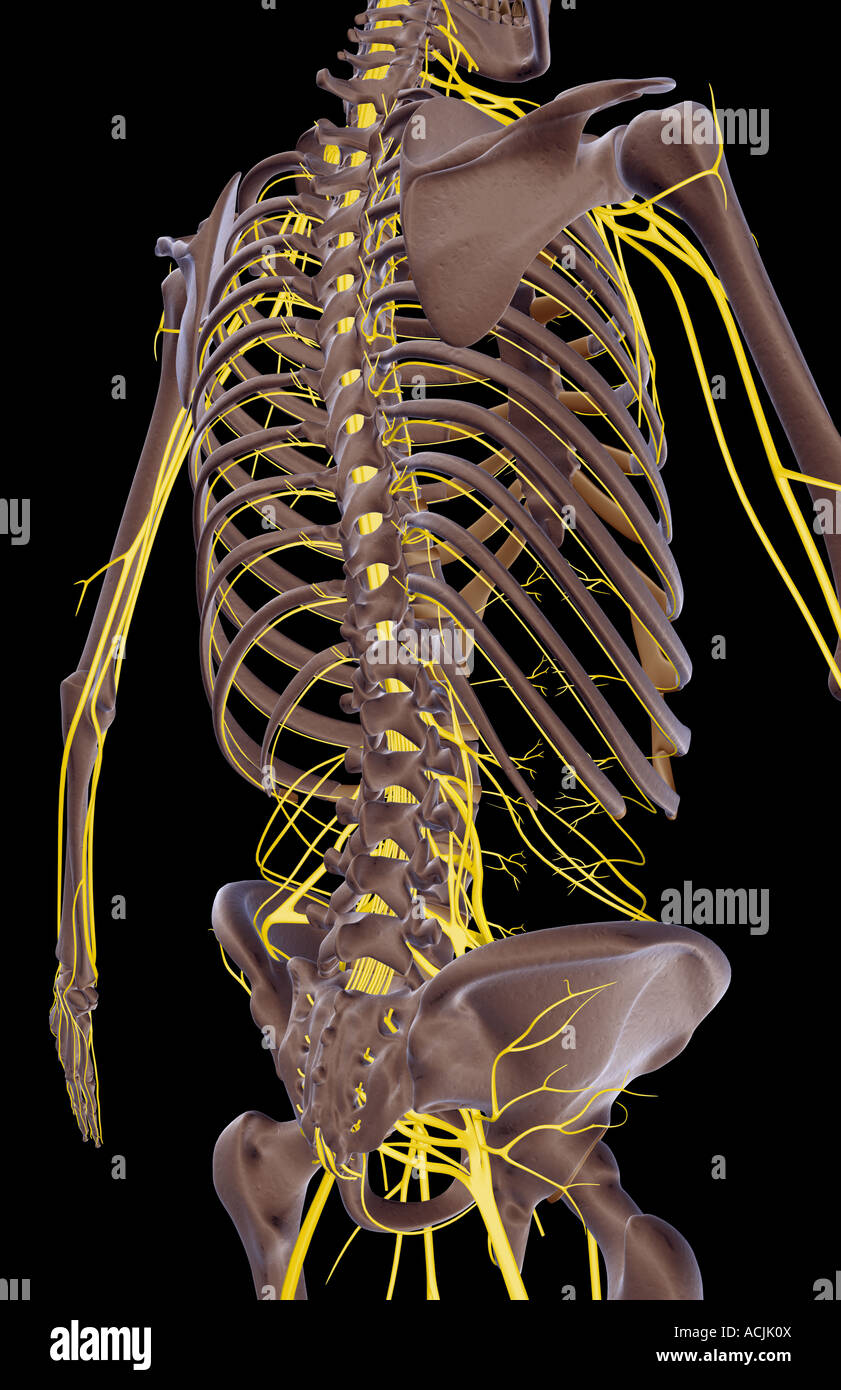 The nerves of the trunk Stock Photo - Alamy