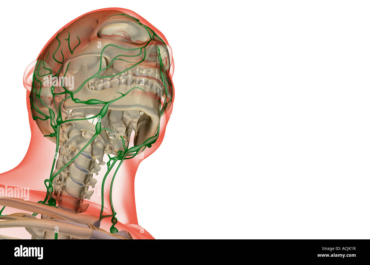 Lymph Nodes Head Neck High Resolution Stock Photography and Images - Alamy
