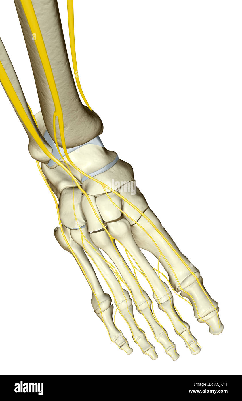 Dorsal digital nerves Cut Out Stock Images & Pictures - Alamy