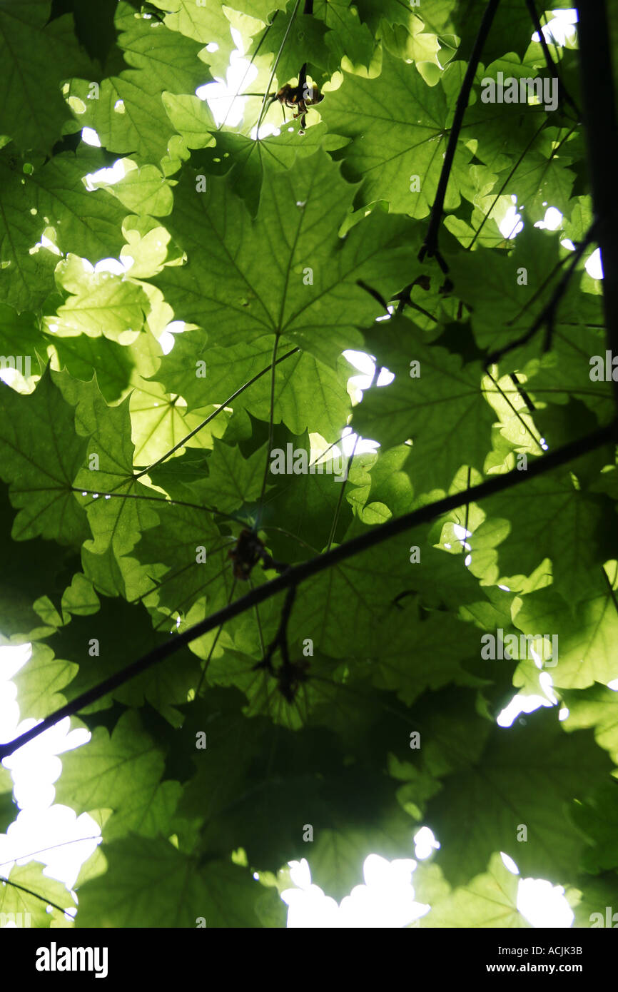 Bright green tree leaf texture Stock Photo - Alamy