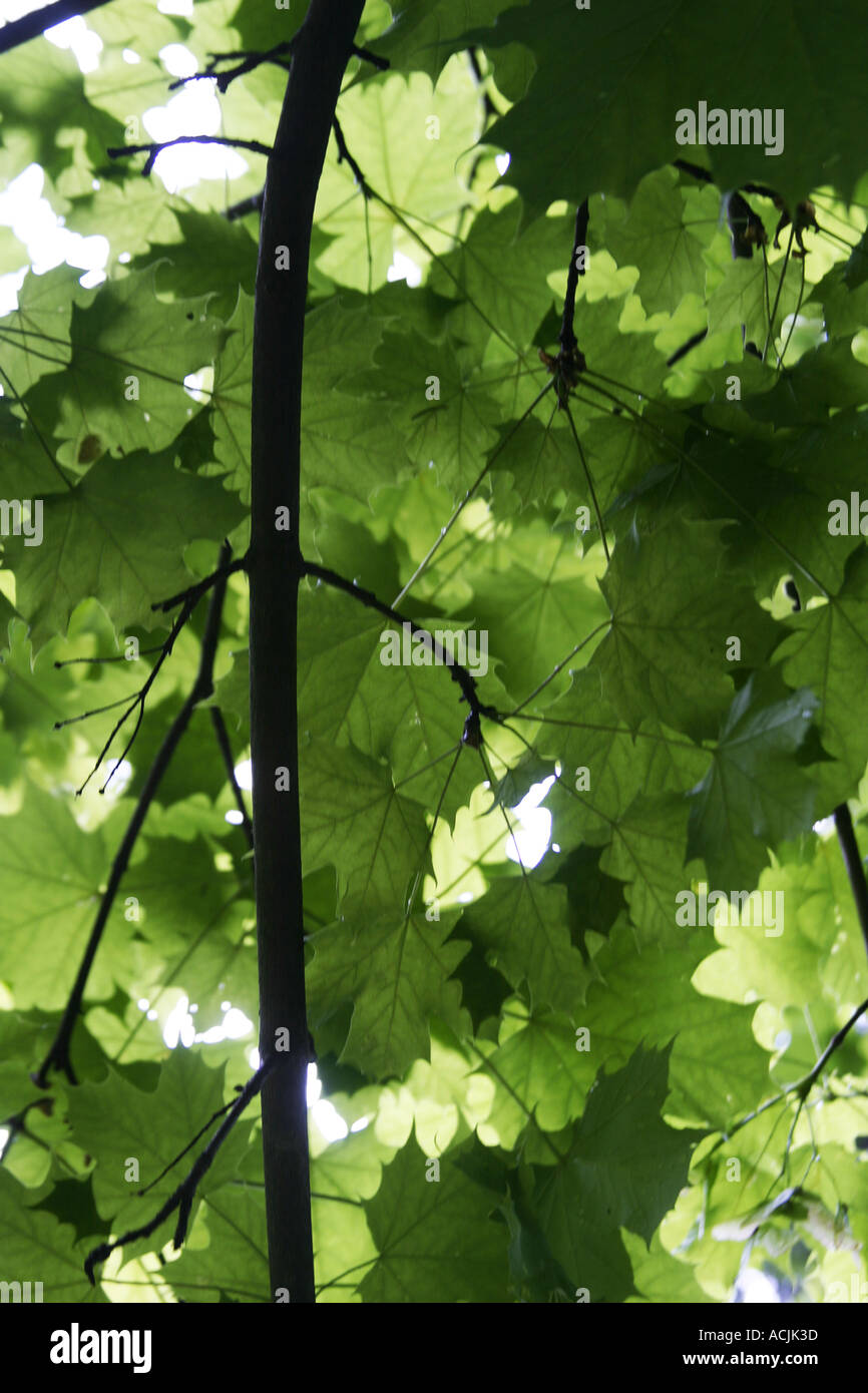 Bright green tree leaf texture Stock Photo - Alamy
