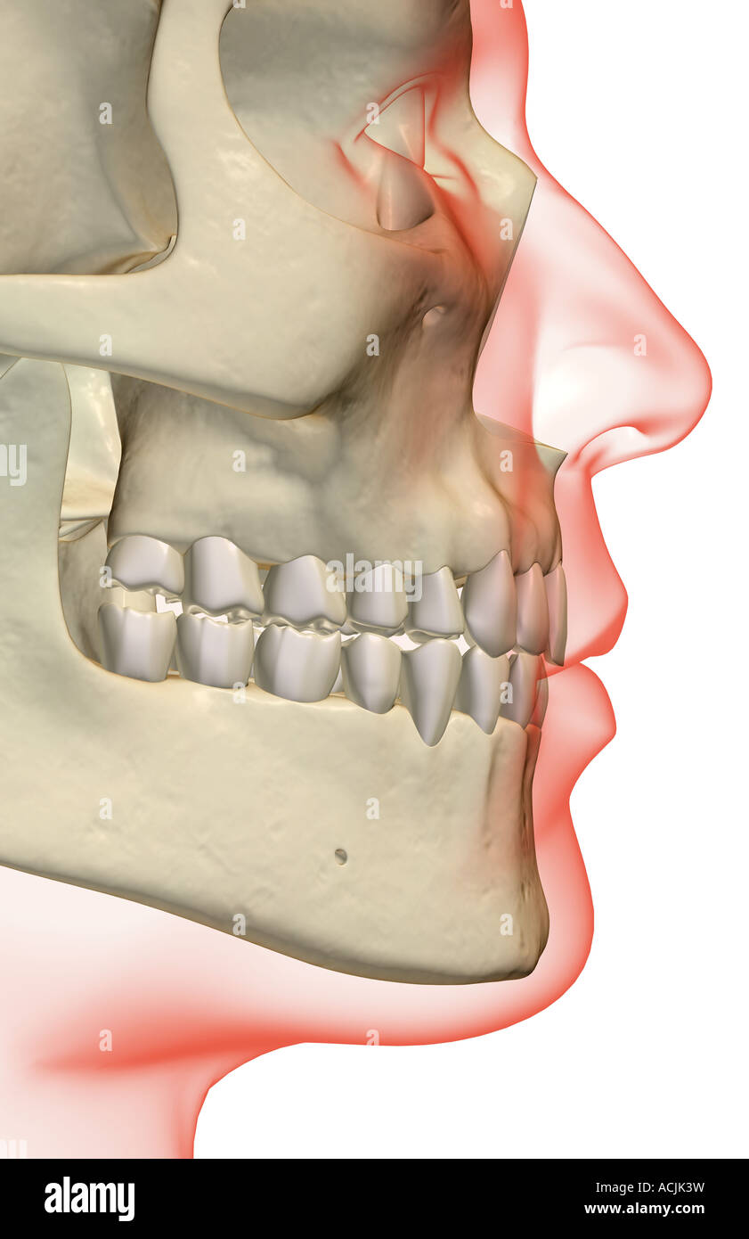 The bones of the jaw Stock Photo - Alamy