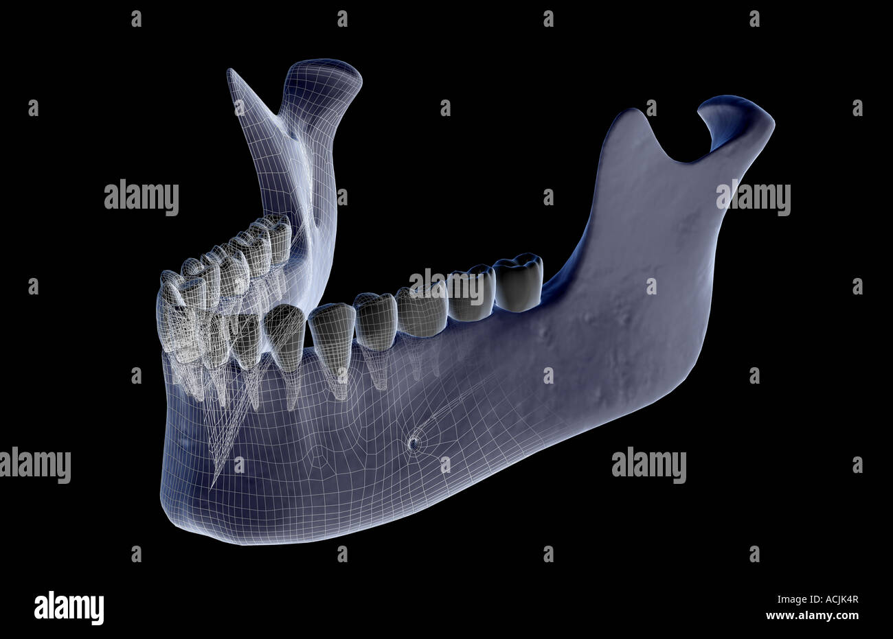 Mandibular notch hi-res stock photography and images - Alamy