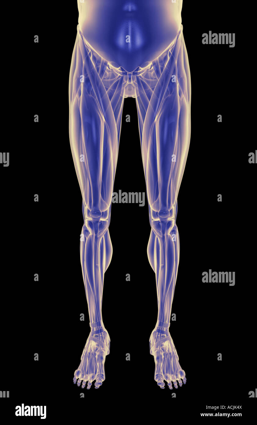 The muscles of the lower body Stock Photo - Alamy