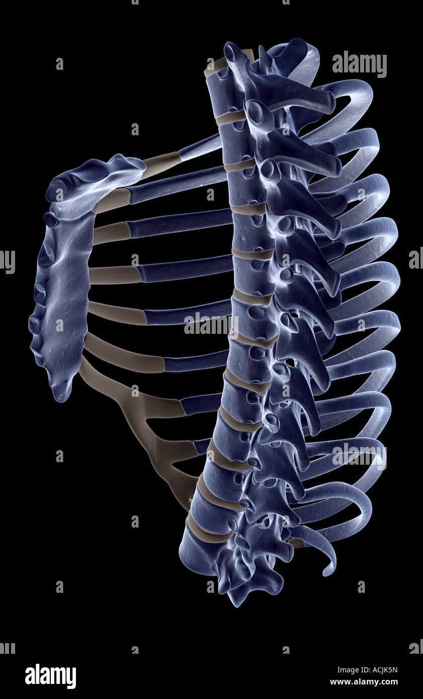 Transverse rib hi-res stock photography and images - Alamy