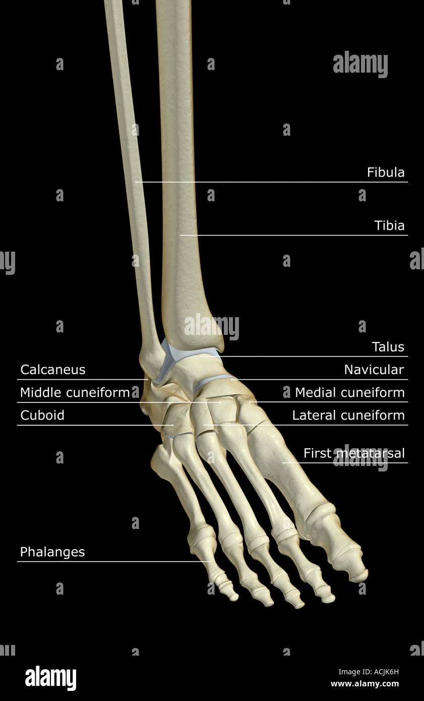 The bones of the foot Stock Photo - Alamy