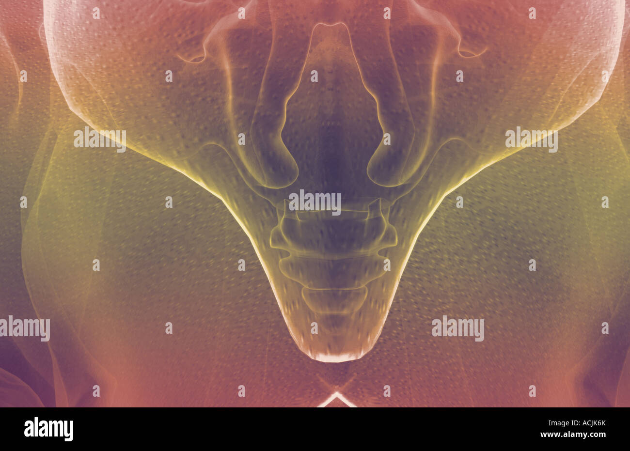 The muscles relative to the tail bone Stock Photo - Alamy