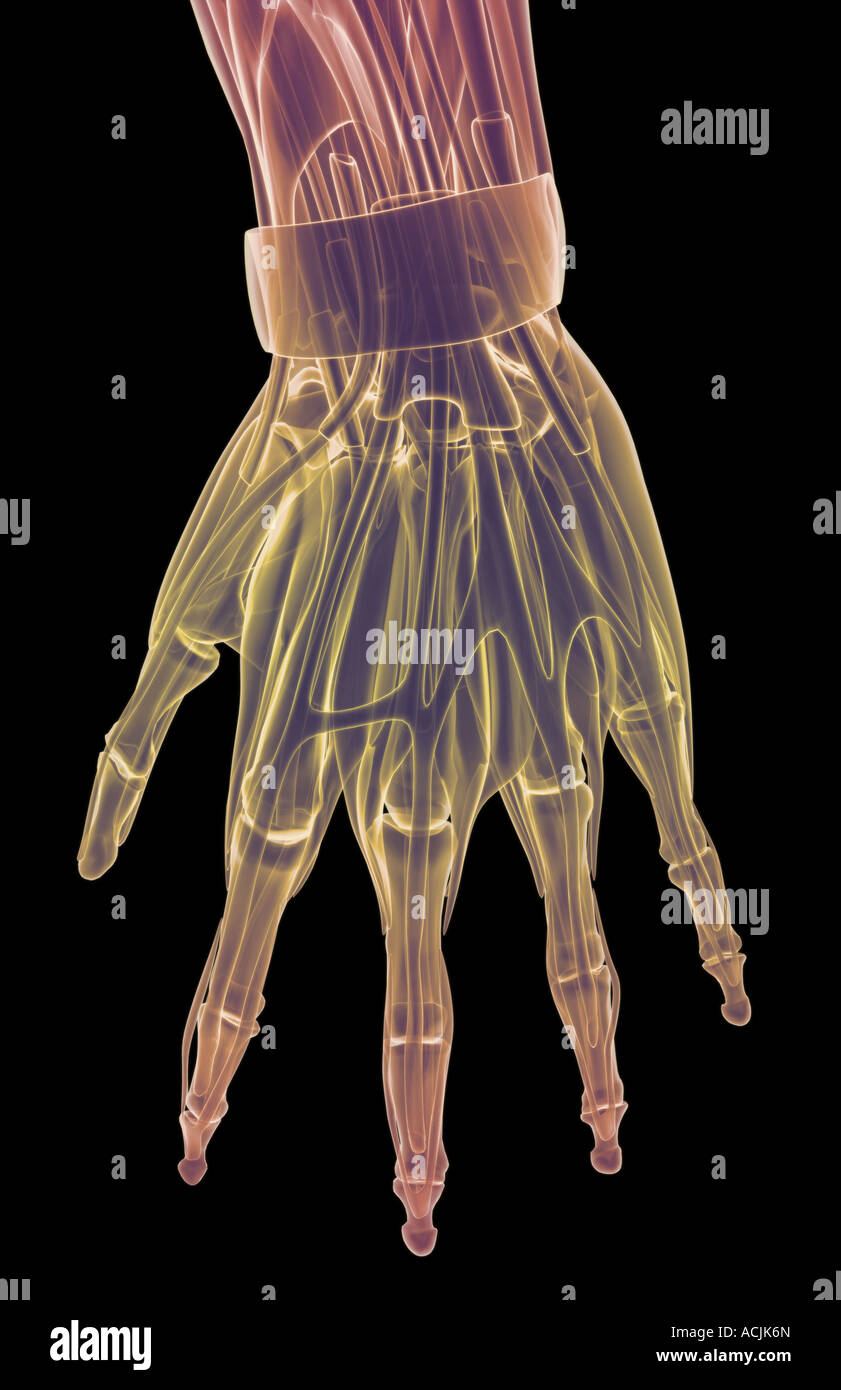 Extensor digitorum of hand hi-res stock photography and images - Alamy