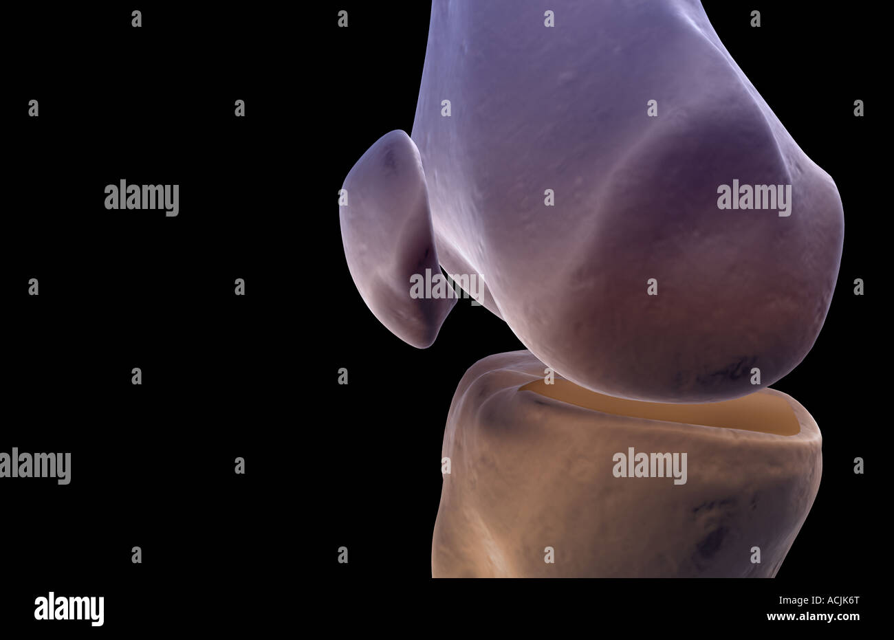 The bones of the knee Stock Photo - Alamy