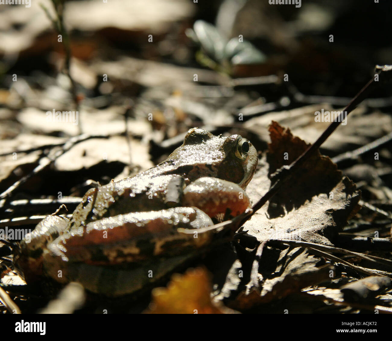 A frog hidden in the forest floor Stock Photo - Alamy