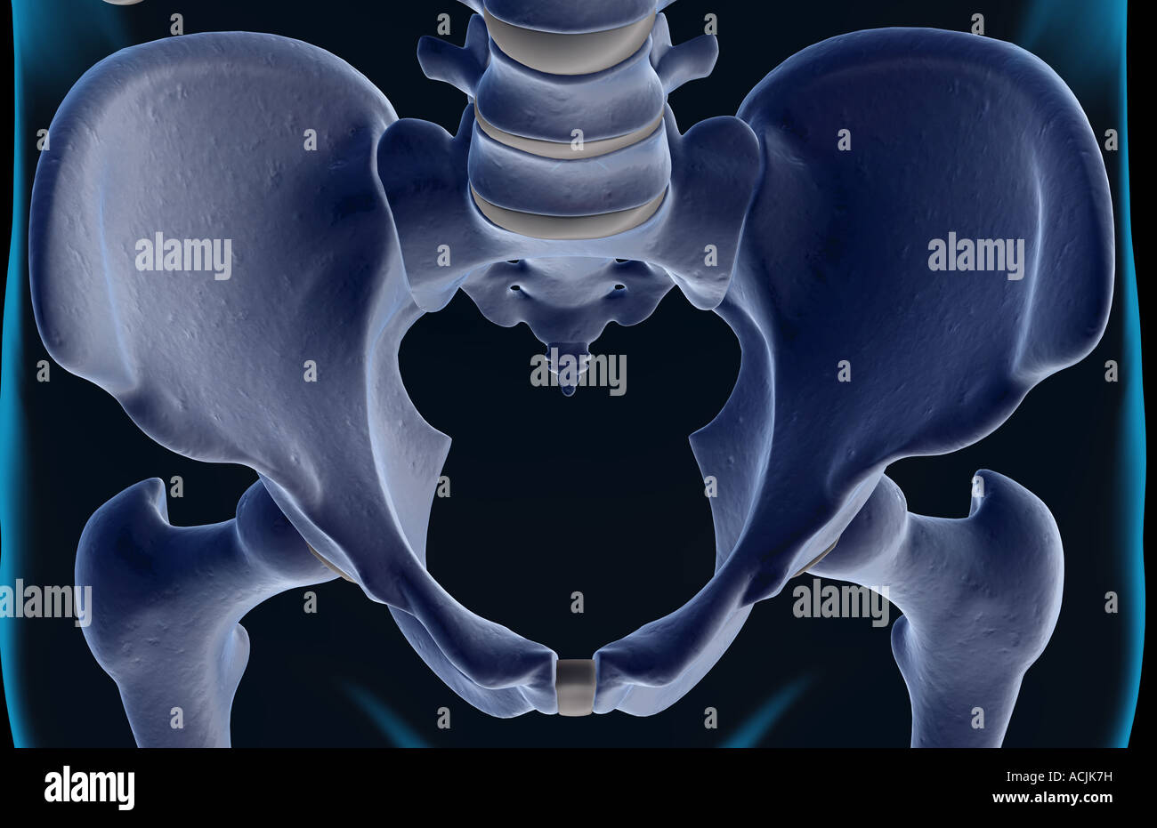 The bones of the pelvis Stock Photo - Alamy