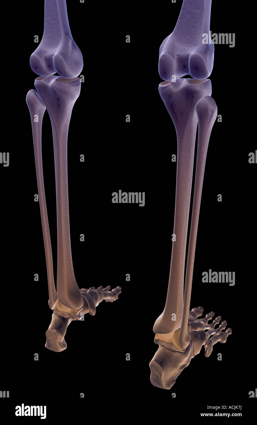 The bones of the leg Stock Photo - Alamy