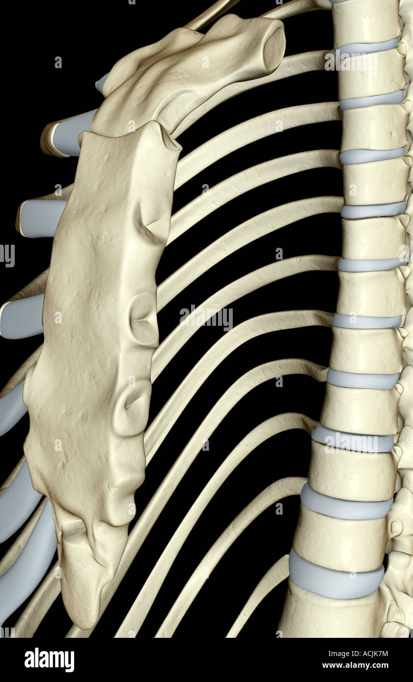 Xiphoid process hi-res stock photography and images - Alamy