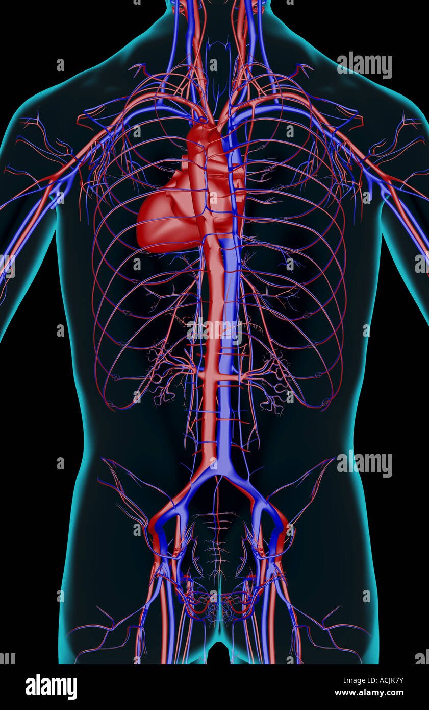 The blood supply of the trunk Stock Photo - Alamy
