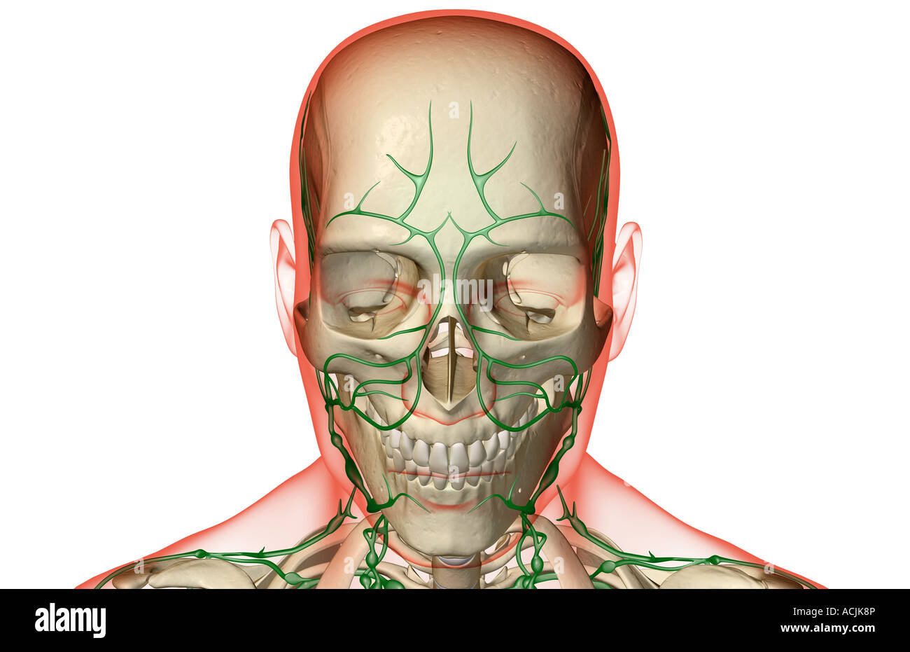 Lymph vessels face hi-res stock photography and images - Alamy