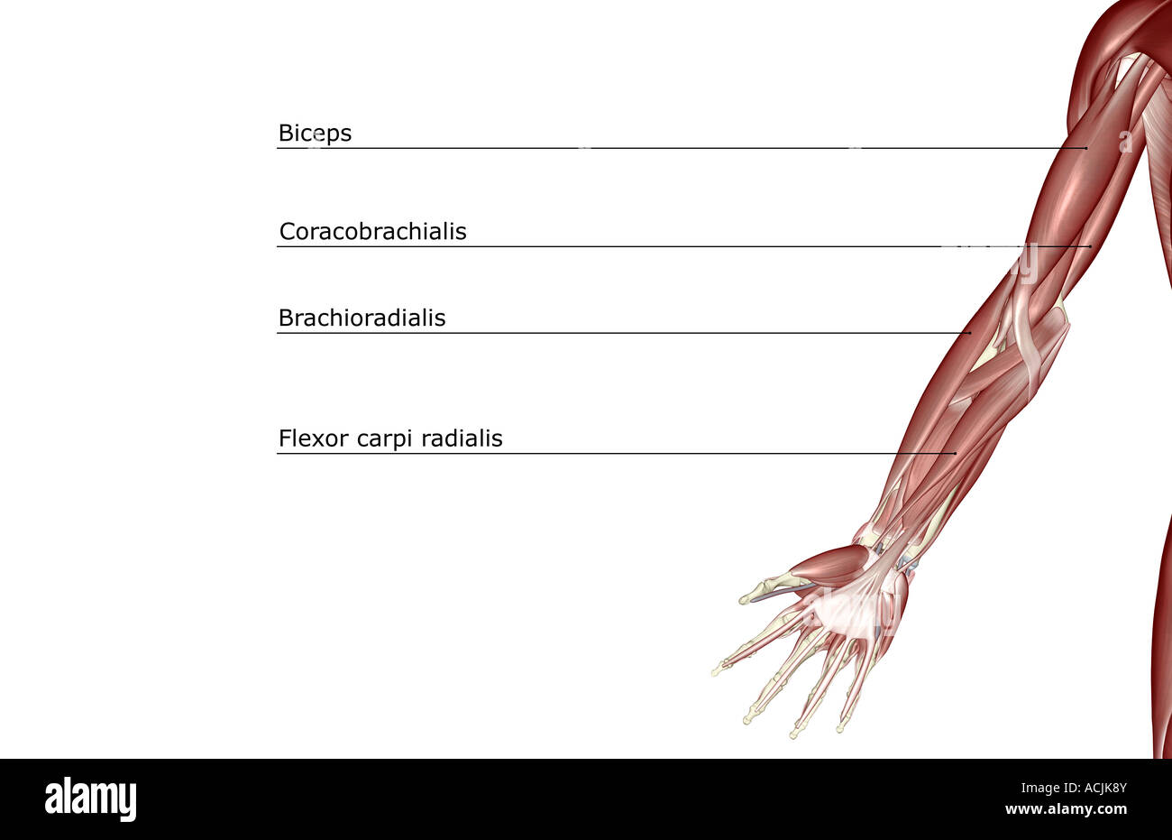 The muscles of the upper limb Stock Photo - Alamy
