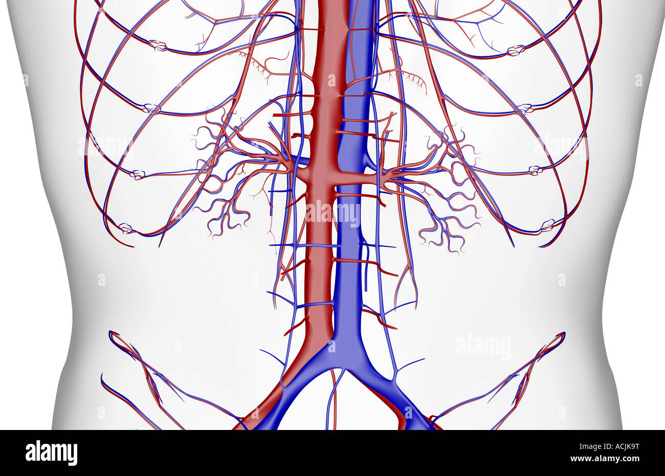 The blood supply of the lower back Stock Photo - Alamy