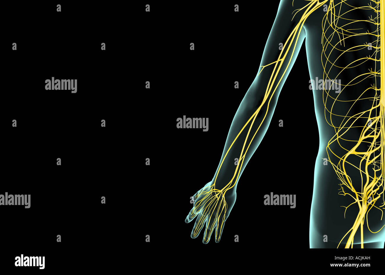 The nerves of the upper limb Stock Photo - Alamy