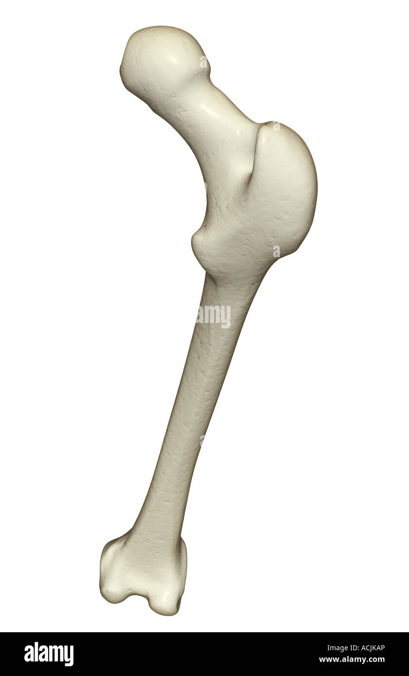 The femur hi-res stock photography and images - Alamy