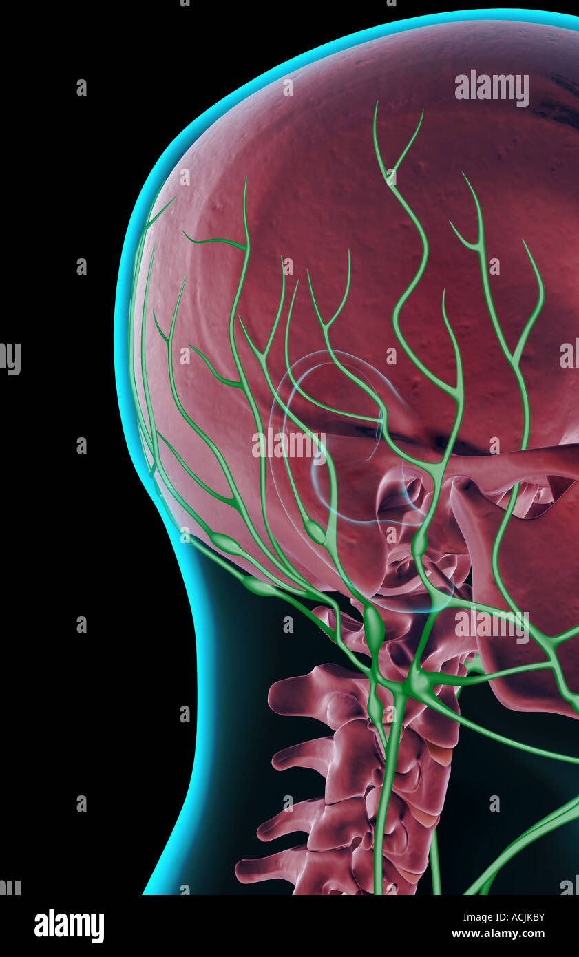 Lymph Nodes Head Neck High Resolution Stock Photography and Images - Alamy