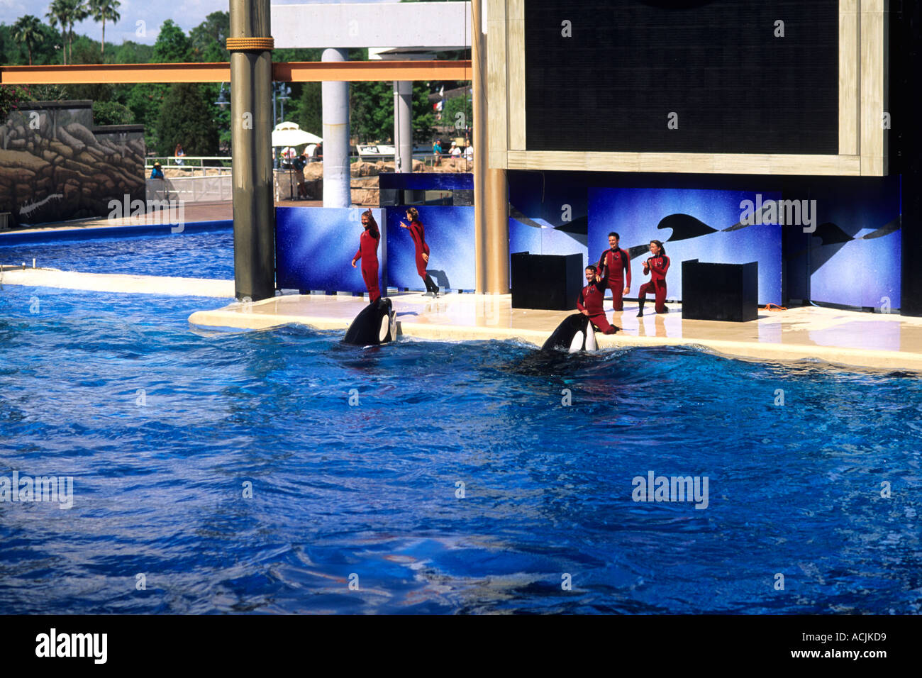 The Shamu Show at Sea World in Orlando Florida Stock Photo - Alamy