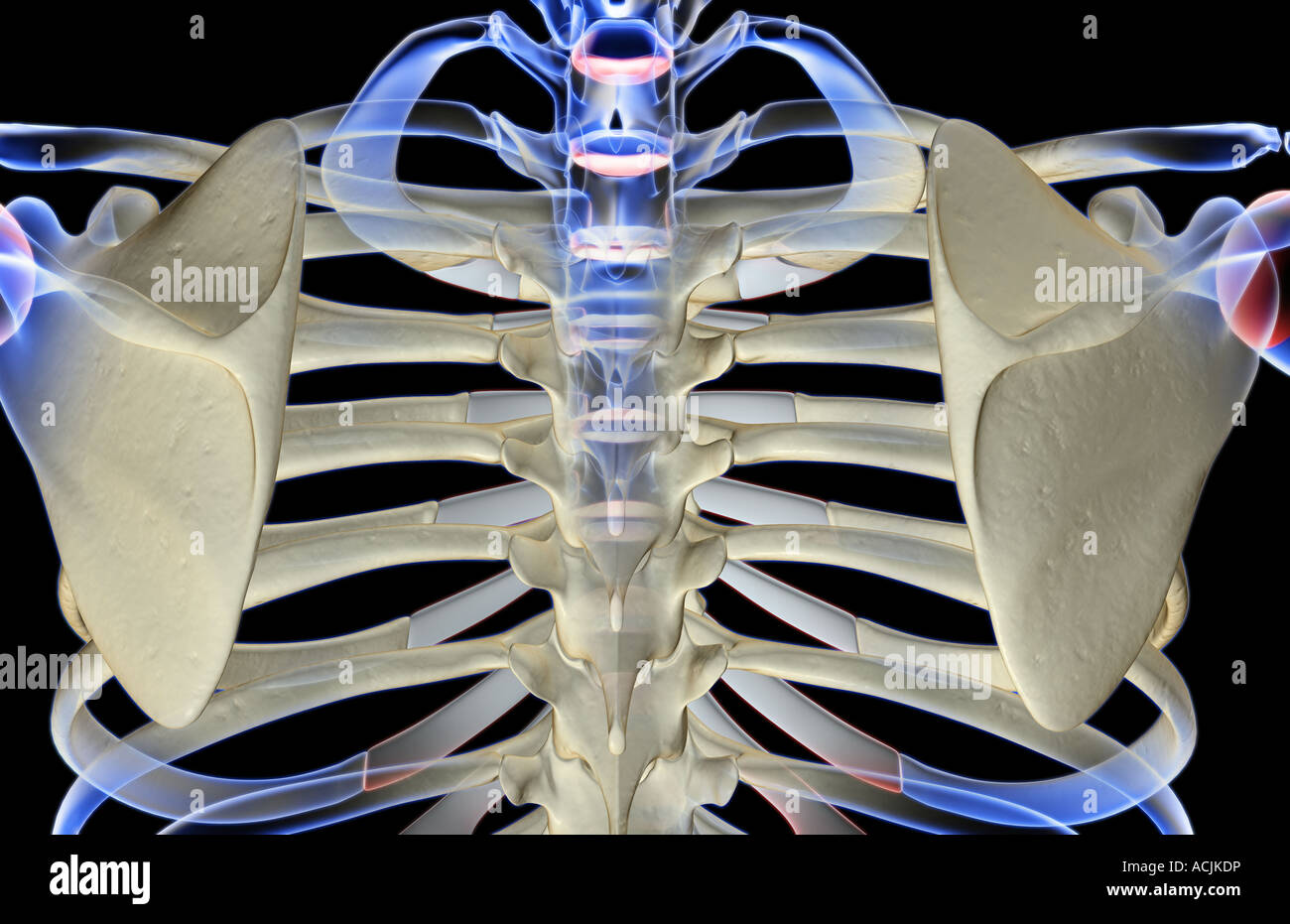 The bones of the shoulder Stock Photo - Alamy