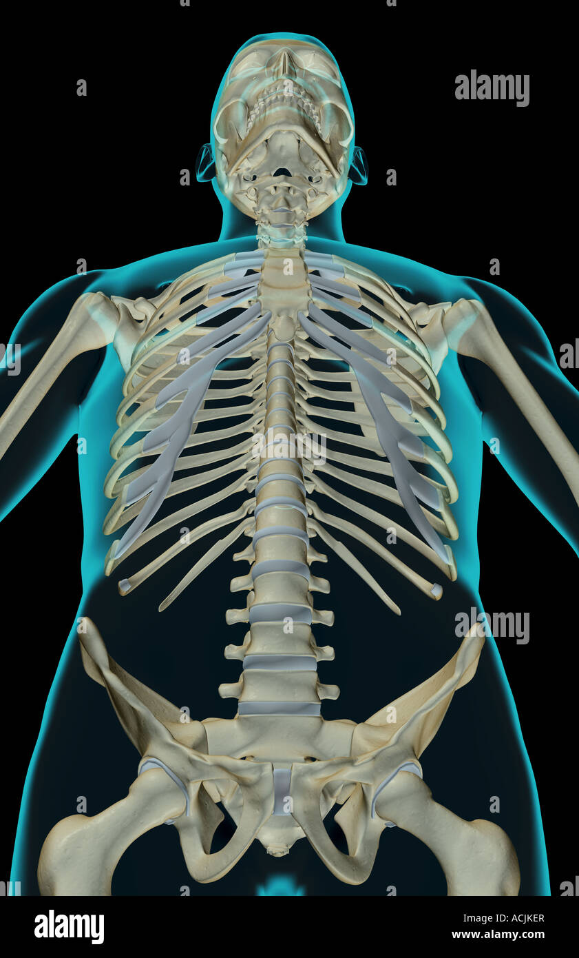 The bones of the upper body Stock Photo - Alamy