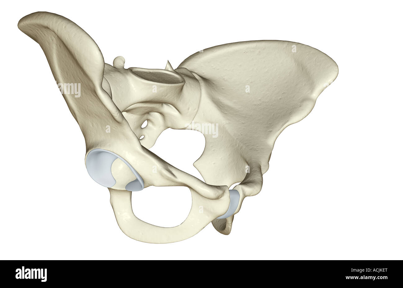 Bone structure of the hip Cut Out Stock Images & Pictures - Alamy