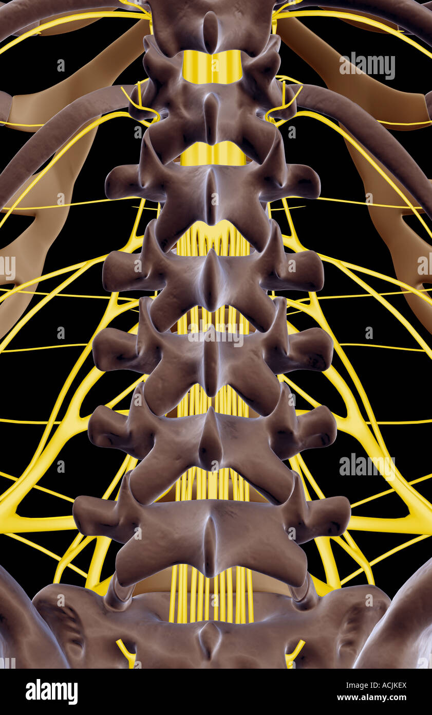 Cauda hi-res stock photography and images - Alamy