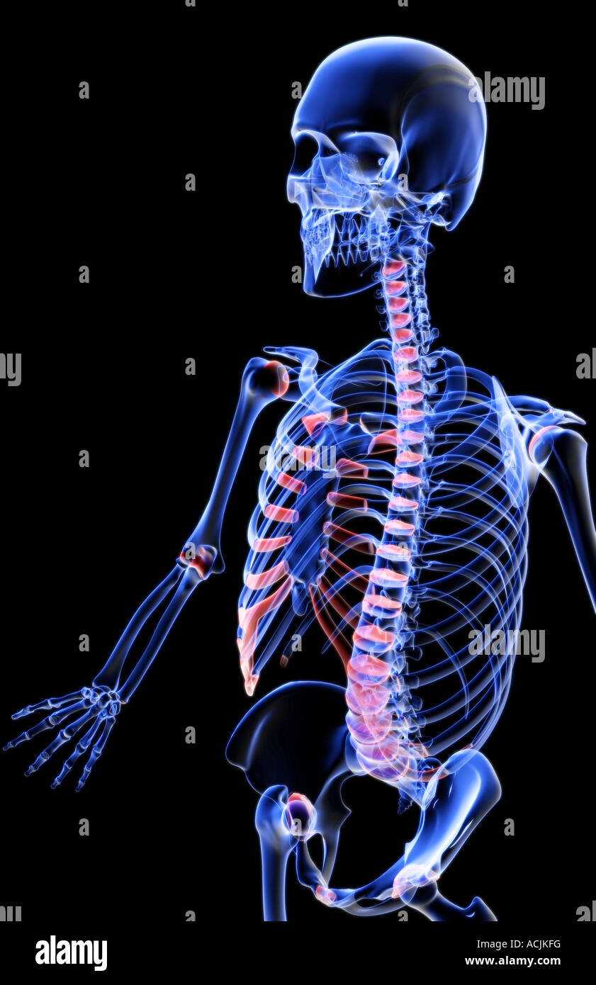 The bones of the upper body Stock Photo - Alamy