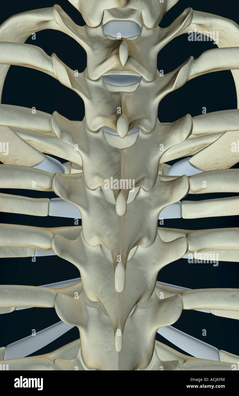 The bones of thoracic vertebrae Stock Photo - Alamy