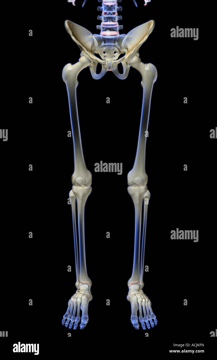 The bones of the lower body Stock Photo - Alamy