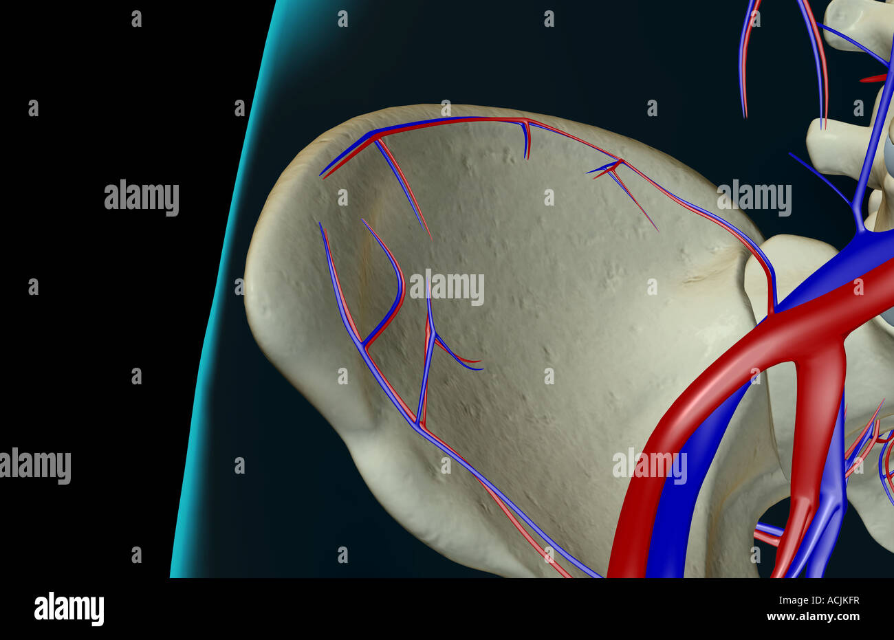 Blood supply hip hi-res stock photography and images - Alamy