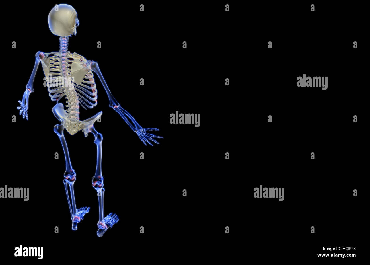 The skeletal system Stock Photo - Alamy