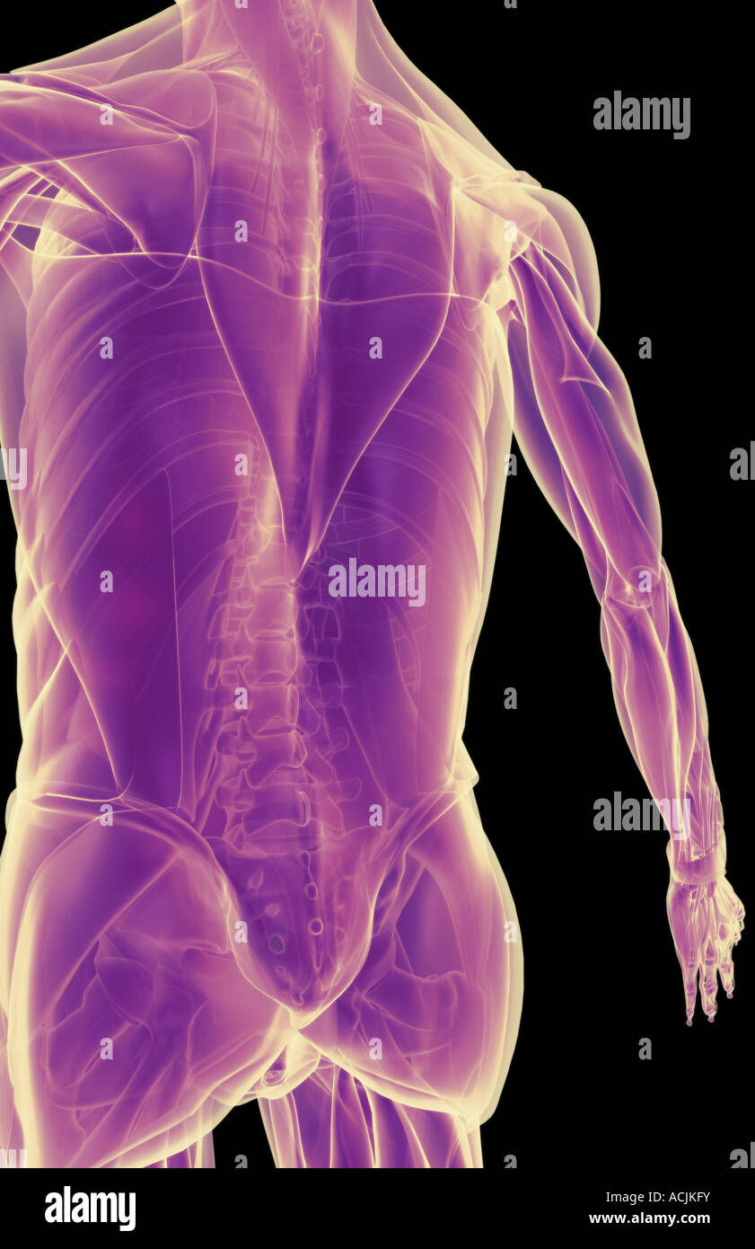 The muscles of the trunk Stock Photo - Alamy