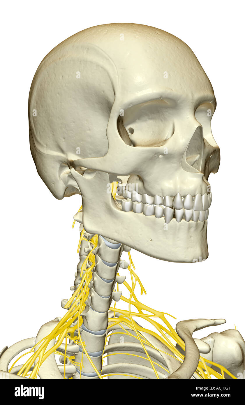 The nerves of the neck Stock Photo - Alamy