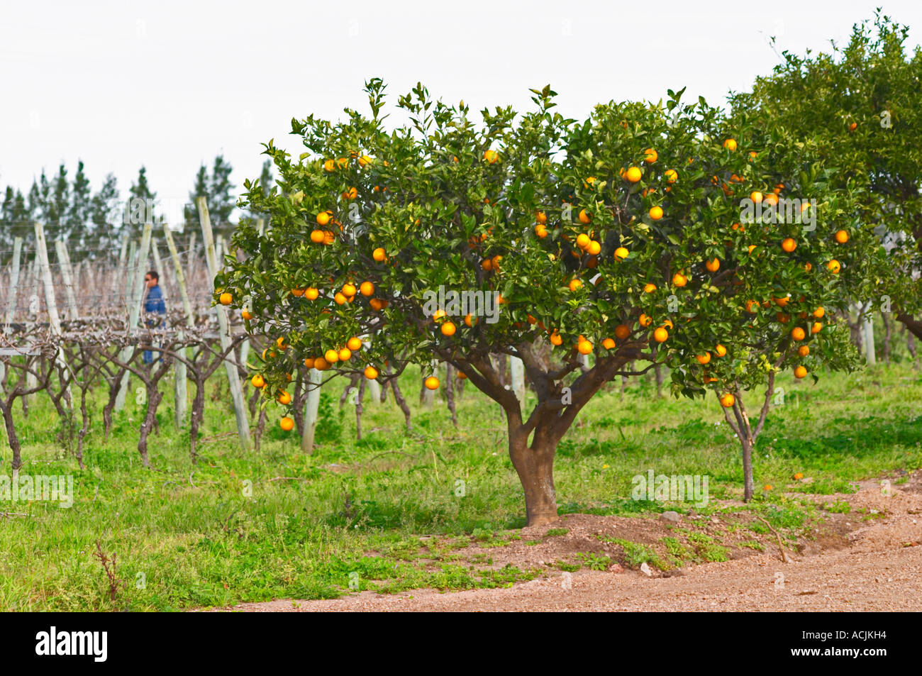 Orange trees with oranges on the branches and a vineyard worker in the ...