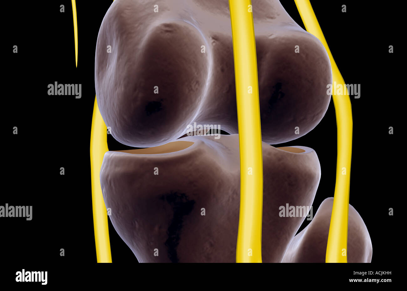 Tibial Nerve High Resolution Stock Photography and Images - Alamy