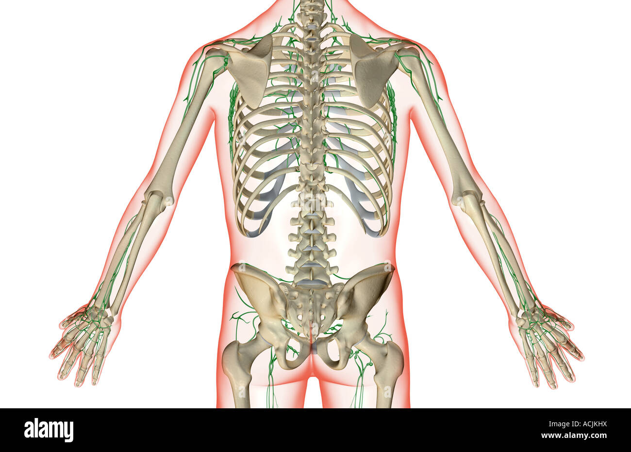 Lumbar lymph nodes hi-res stock photography and images - Alamy
