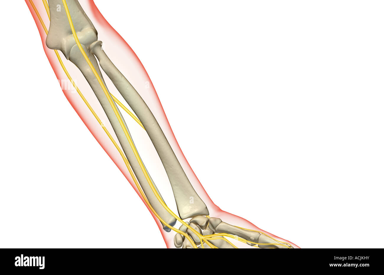 The nerves of the forearm Stock Photo - Alamy