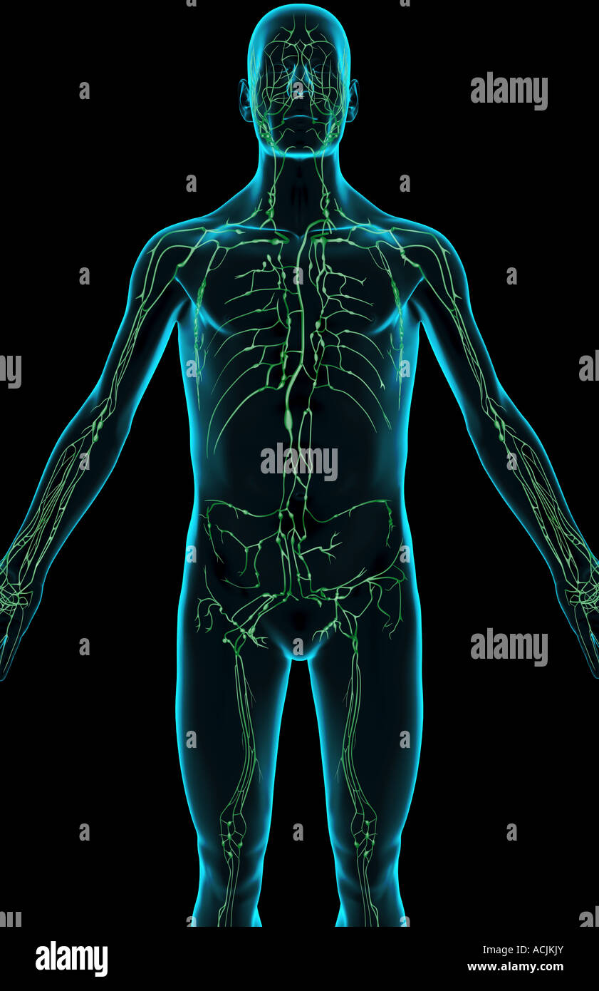 The lymph supply of the upper body Stock Photo - Alamy